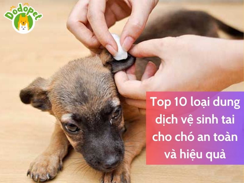Top 10 loại dung dịch vệ sinh tai cho chó an toàn và hiệu quả
