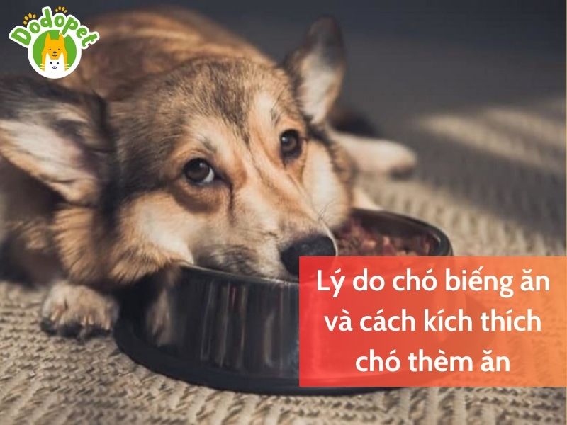 Lý do chó biếng ăn và cách kích thích chó thèm ăn